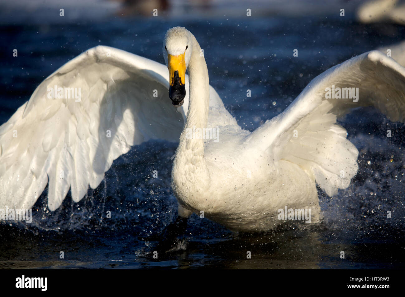 Cygnes Dans Le Lac Banque d'image et photos - Alamy