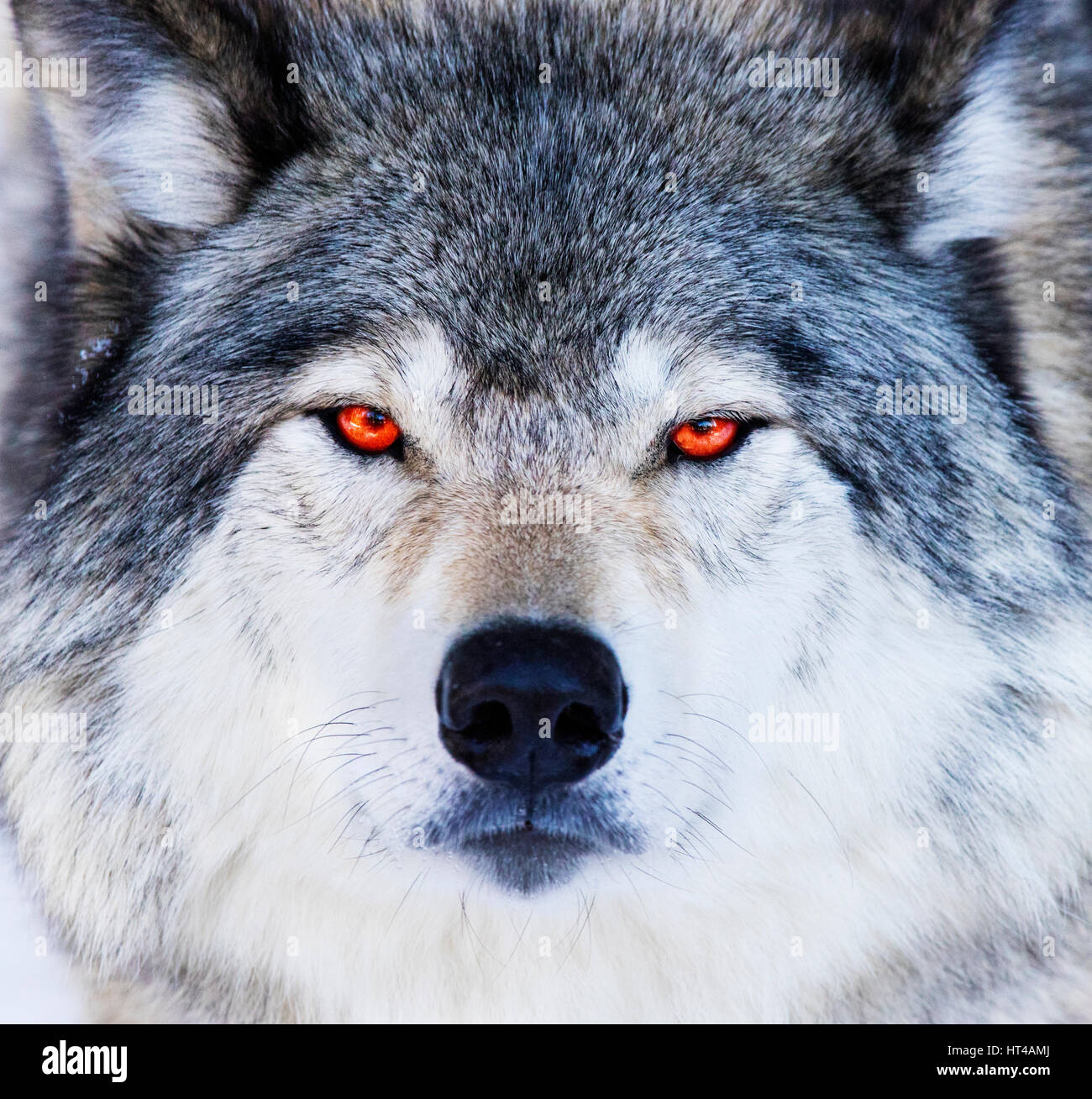 Yeux rouge portrait wolf Photo Stock - Alamy