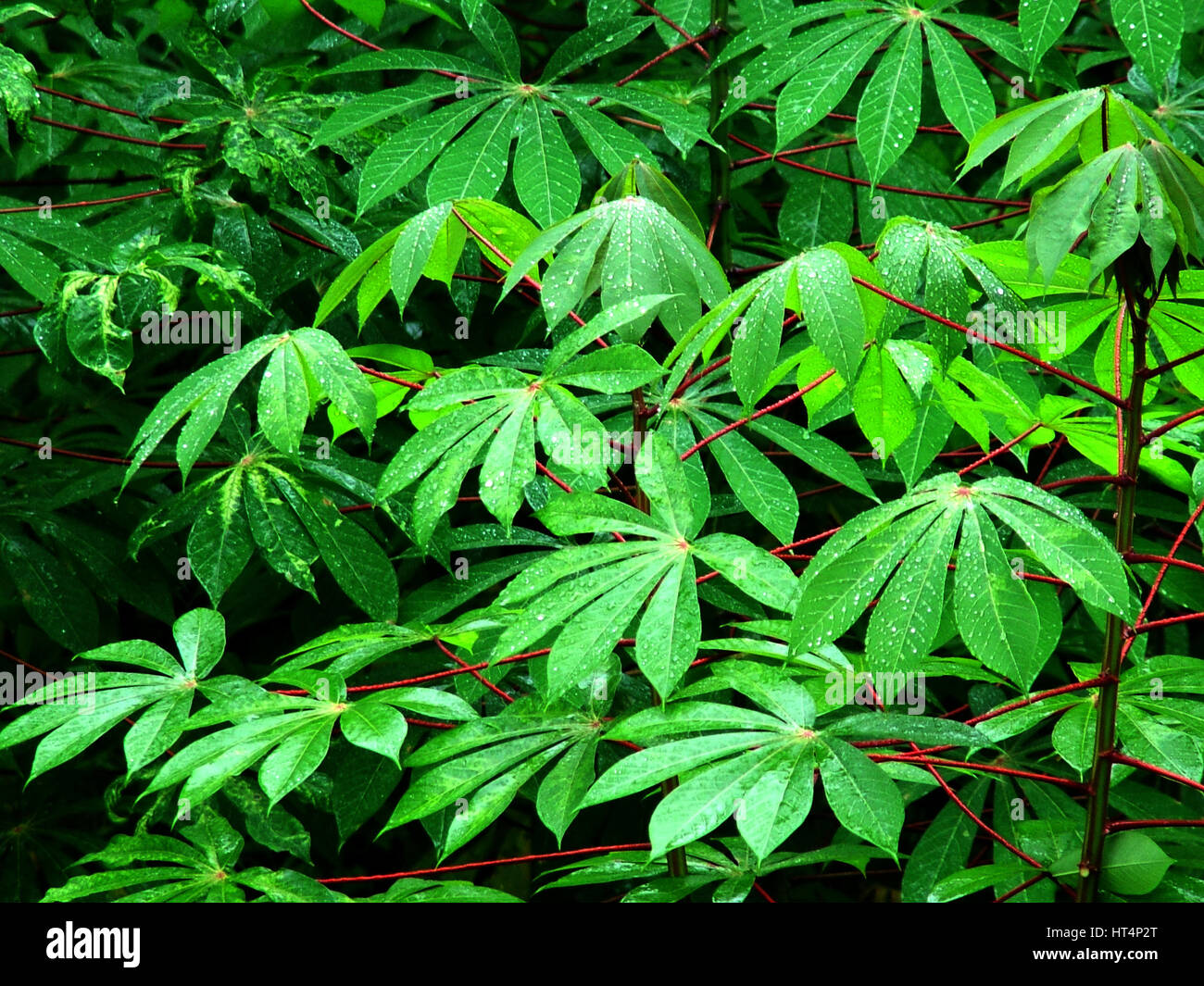 L'arbre de tapioca laisse le Kérala Inde tapioca arbre Photo Stock - Alamy