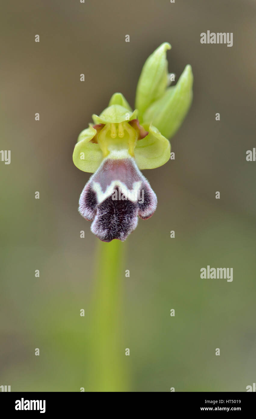 Ophrys fusca subsp dyris Banque de photographies et d’images à haute ...