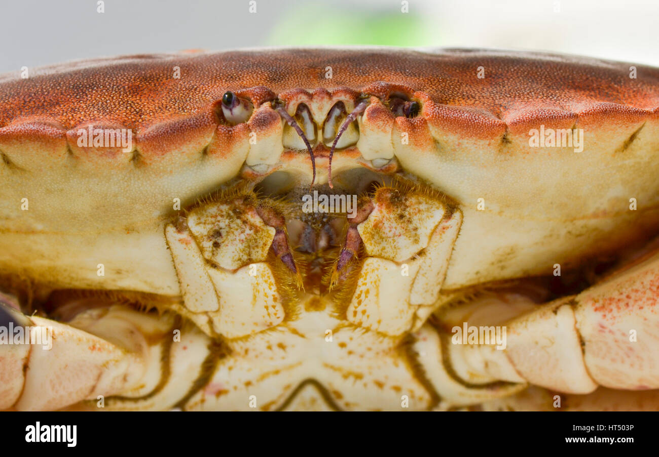 Close up fresh crab face Banque de photographies et d’images à haute ...