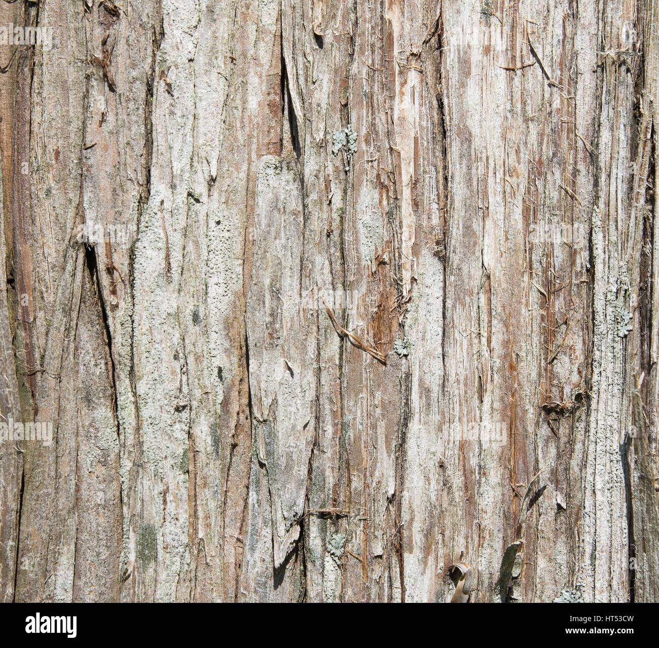 Oak tree bark texture Banque de photographies et d’images à haute ...