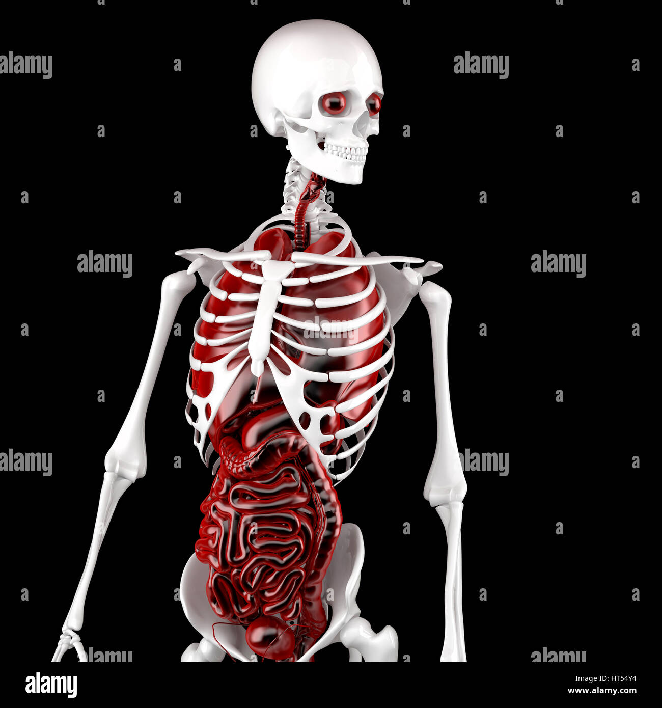 Les droits de l'homme anatomie. Le squelette et les organes internes ...