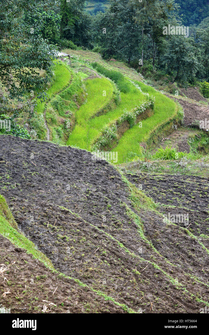 Rice field in nepal Banque de photographies et d’images à haute ...