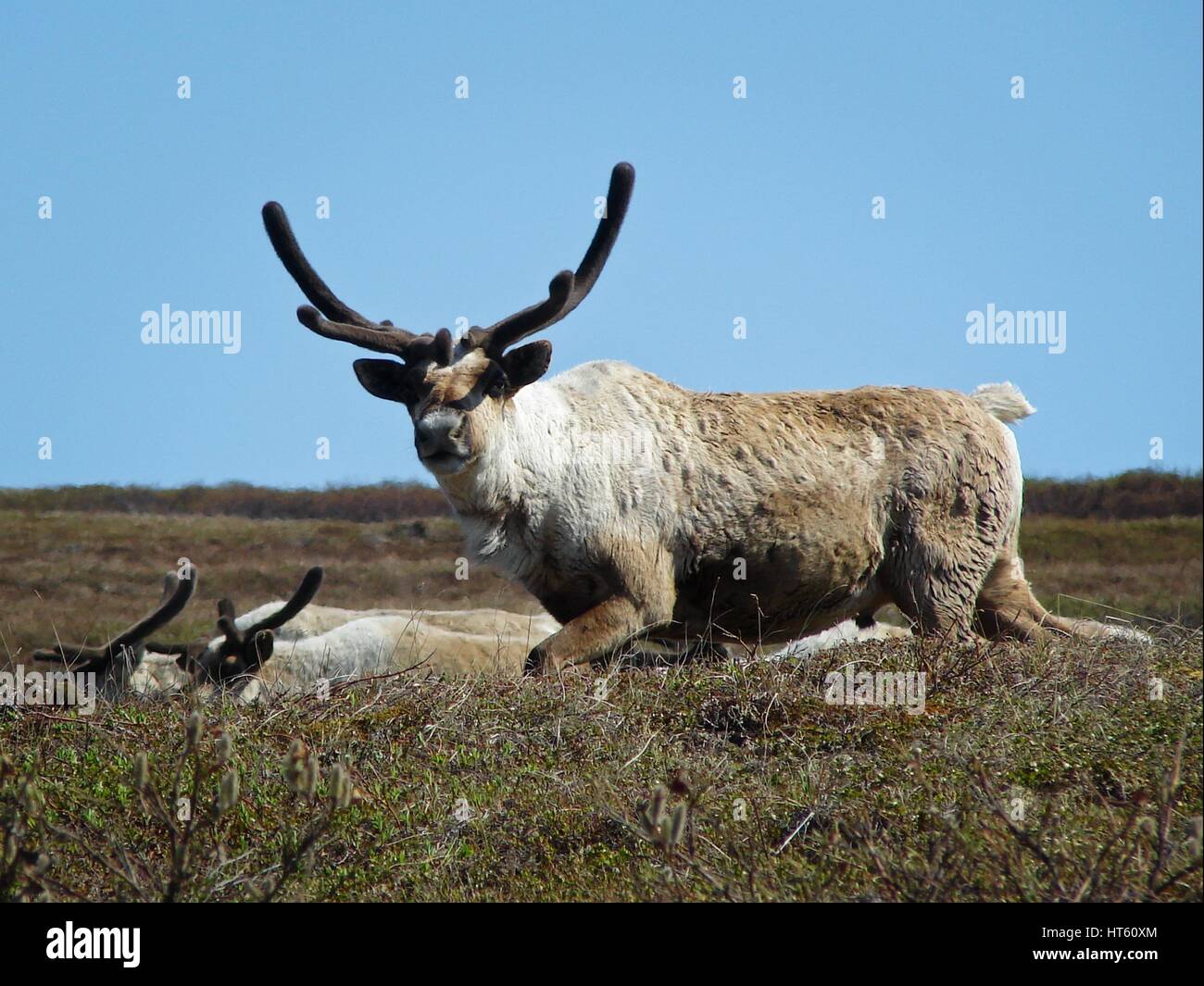 Un caribou dans l'herbe près de l'Ublasaun dans le camp de rennes Le ...