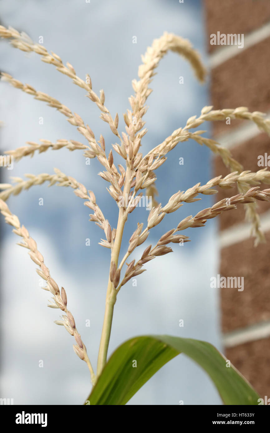 Maize flower Banque de photographies et d’images à haute résolution - Alamy