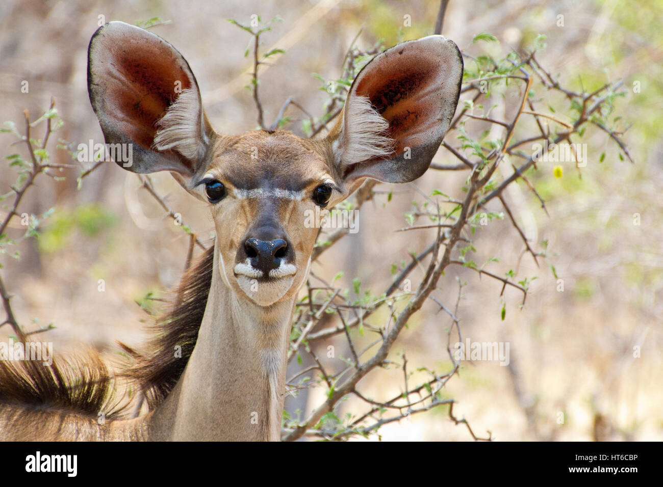 Kudu face Banque de photographies et d’images à haute résolution - Alamy