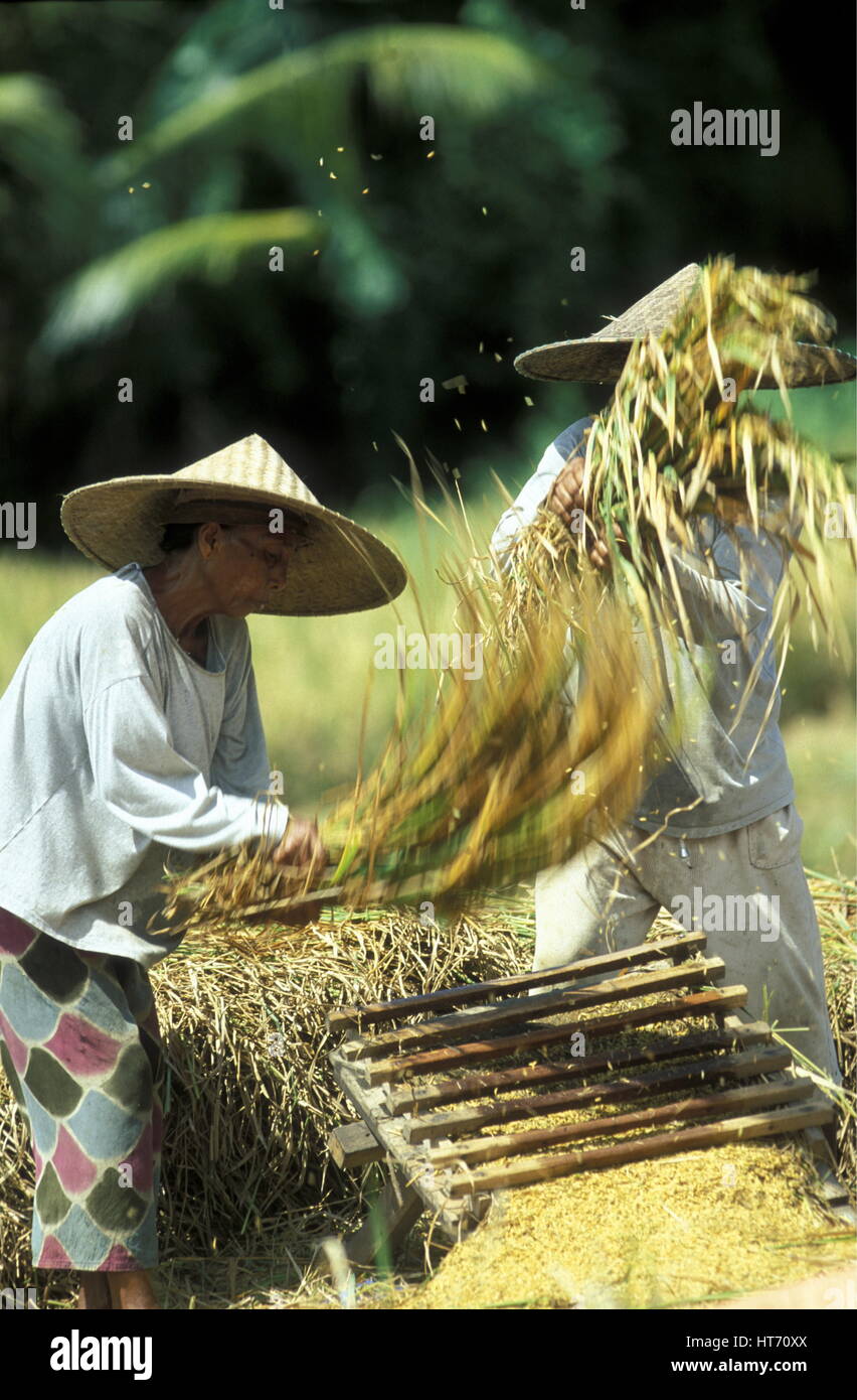 Le paysage de rizières et la terrasse de riz près de Ubud Tegallalang ...