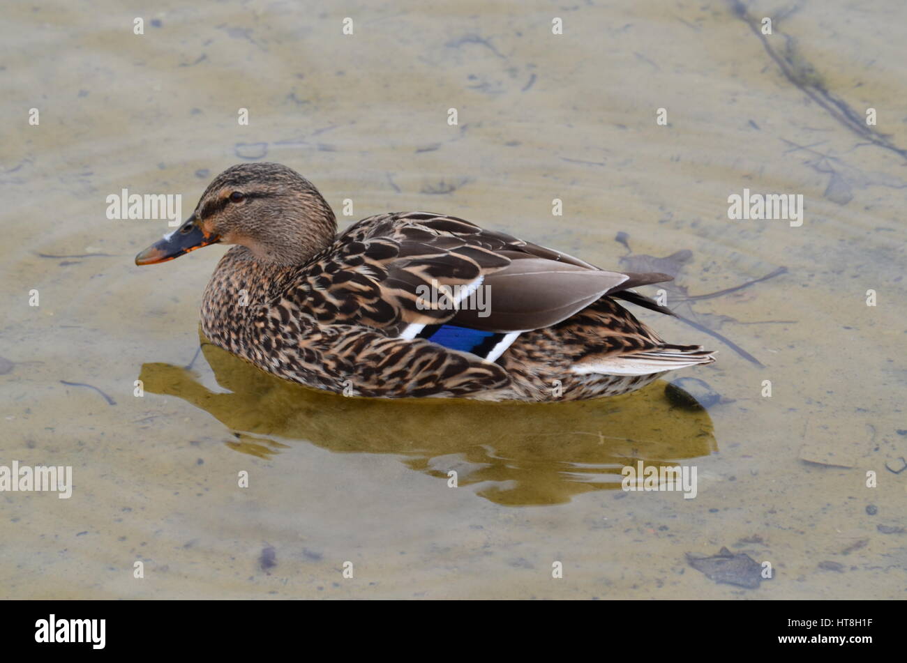 Couleurs de canard Banque de photographies et d’images à haute ...