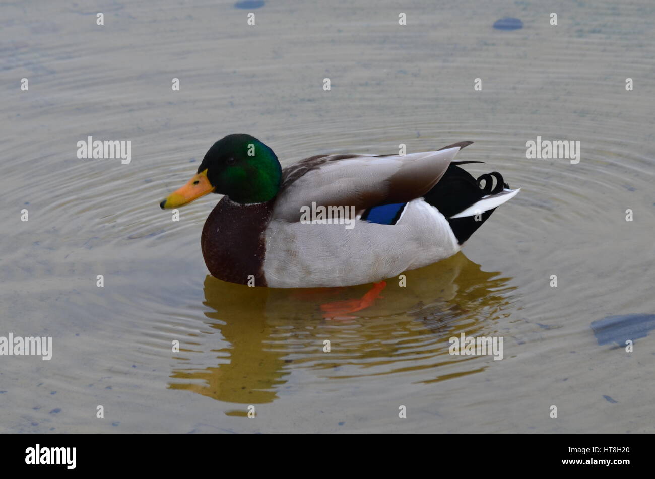 Couleurs de canard Banque de photographies et d’images à haute ...
