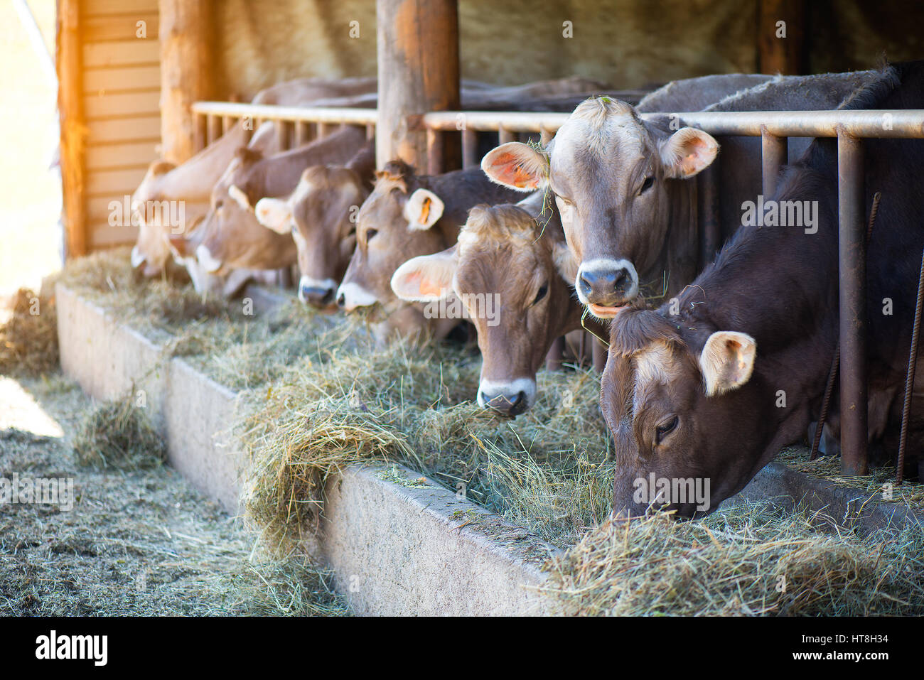 Des vaches de race brune des Alpes ferme foin dans l'alimentation ...