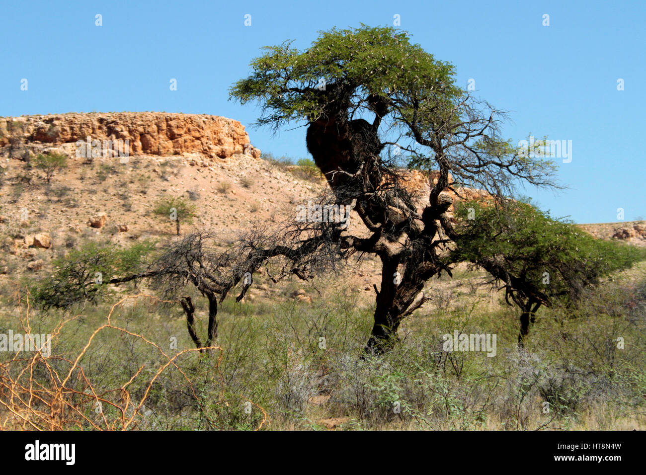 Camel thorn tree Banque de photographies et d’images à haute résolution ...