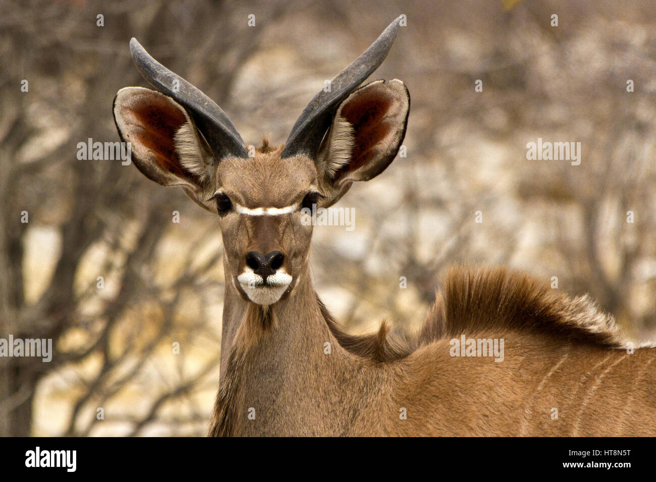 Lesser kudu Banque de photographies et d’images à haute résolution - Alamy