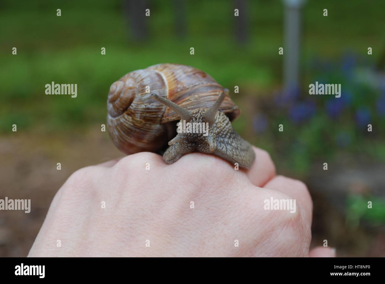 Escargot rampant sur la main. Helix pomatia (noms communs l'escargot de ...