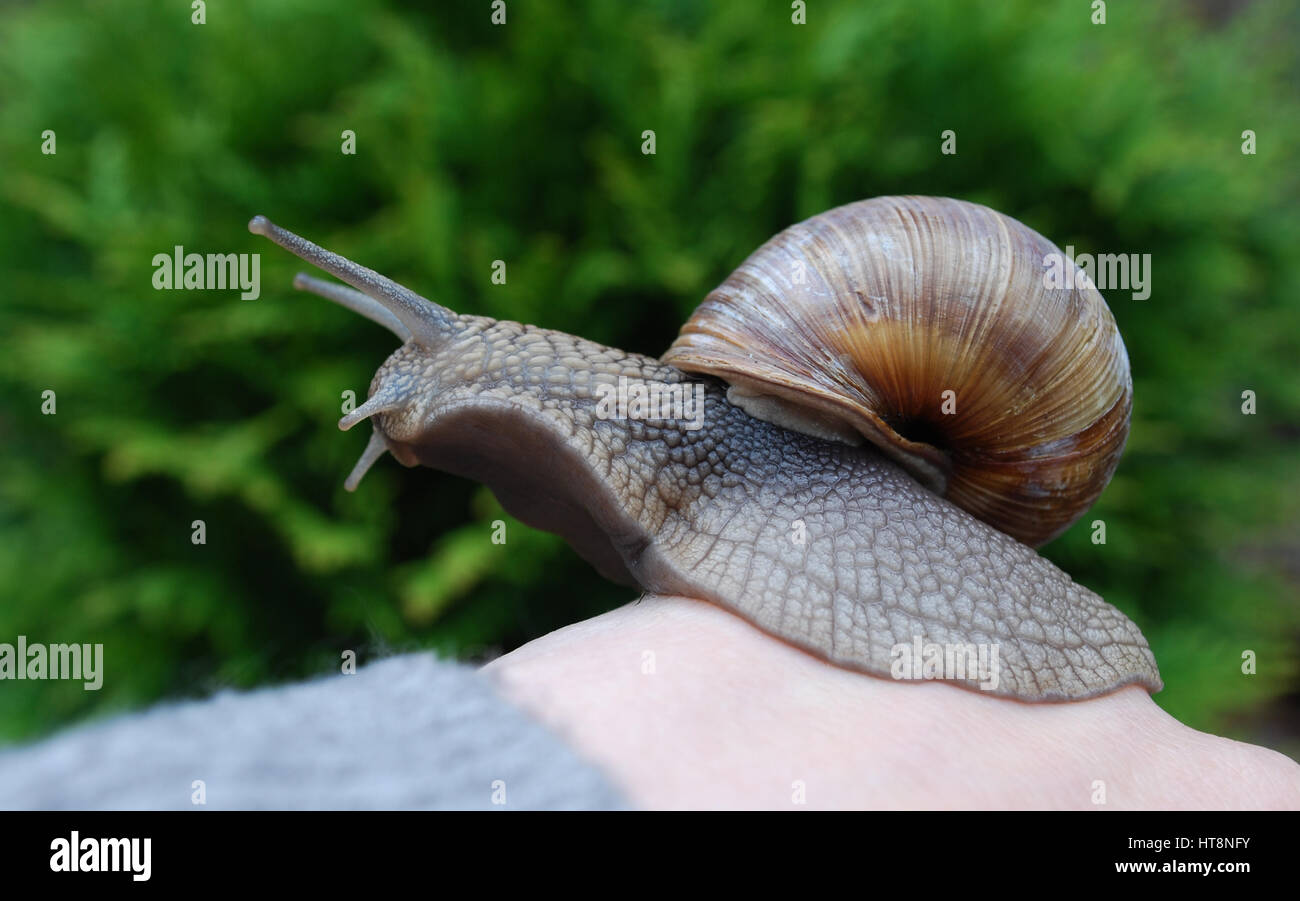 Escargot rampant sur la main. Helix pomatia (noms communs l'escargot de ...