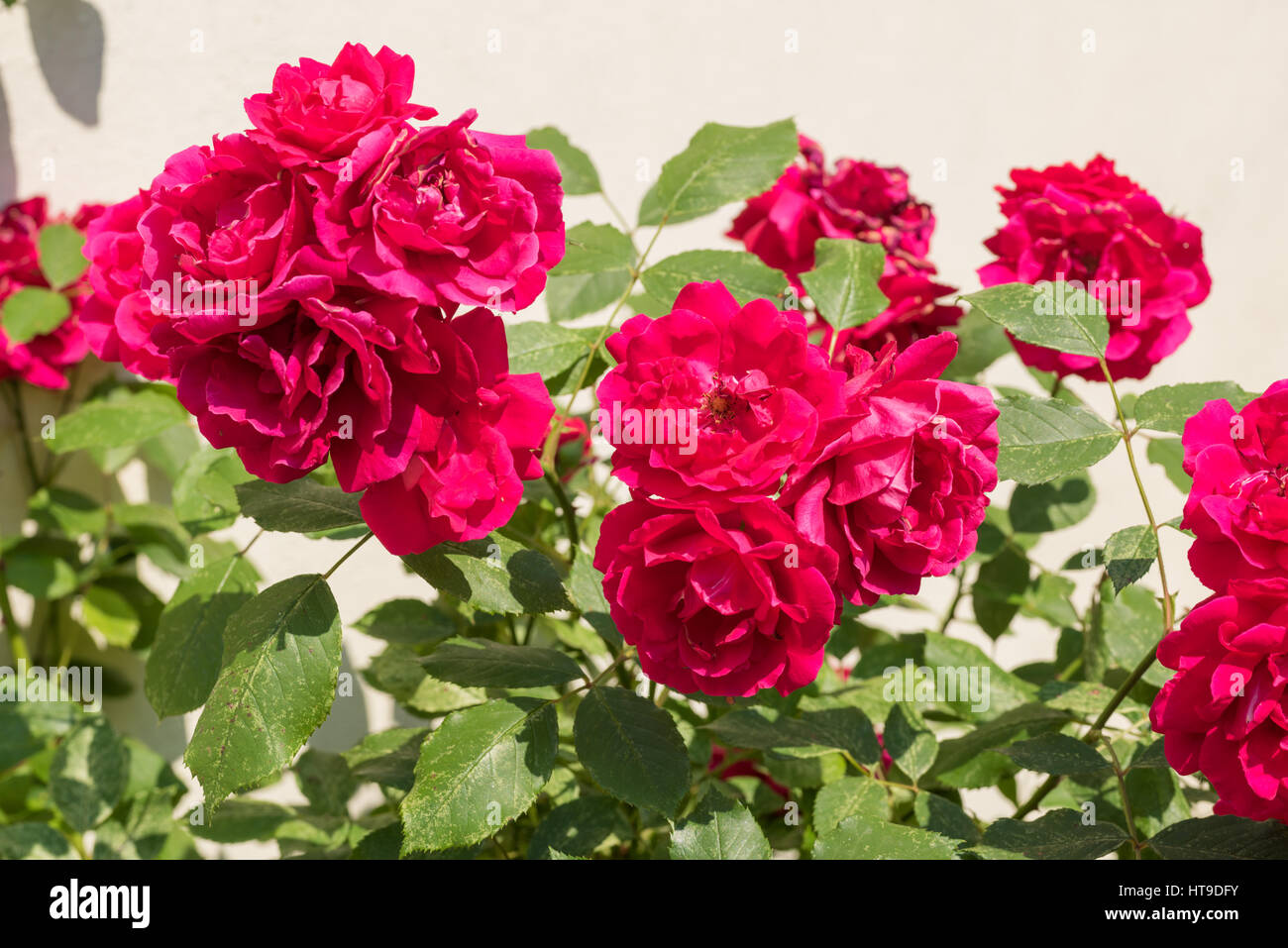 Lit de roses rouges Banque de photographies et d’images à haute ...