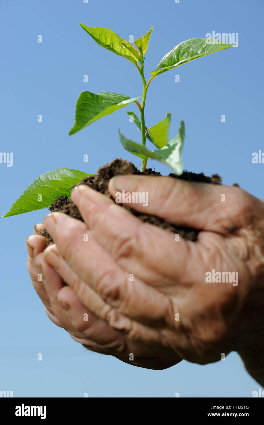 Vieilles mains tenant une jeune plante verte. Symbole du printemps et ...