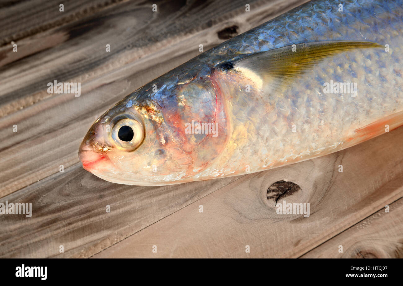 Poisson mulet Banque de photographies et d’images à haute résolution ...