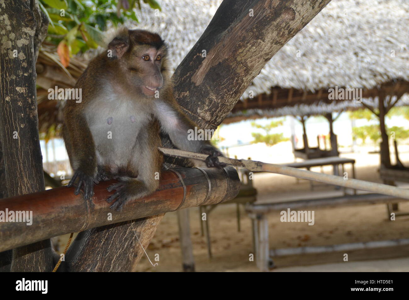 Singe sur un arbre est en train de jouer avec un stick au restaurant ...