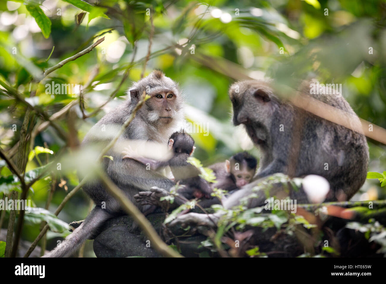 Macaques de la jungle Banque de photographies et d’images à haute résolution - Alamy