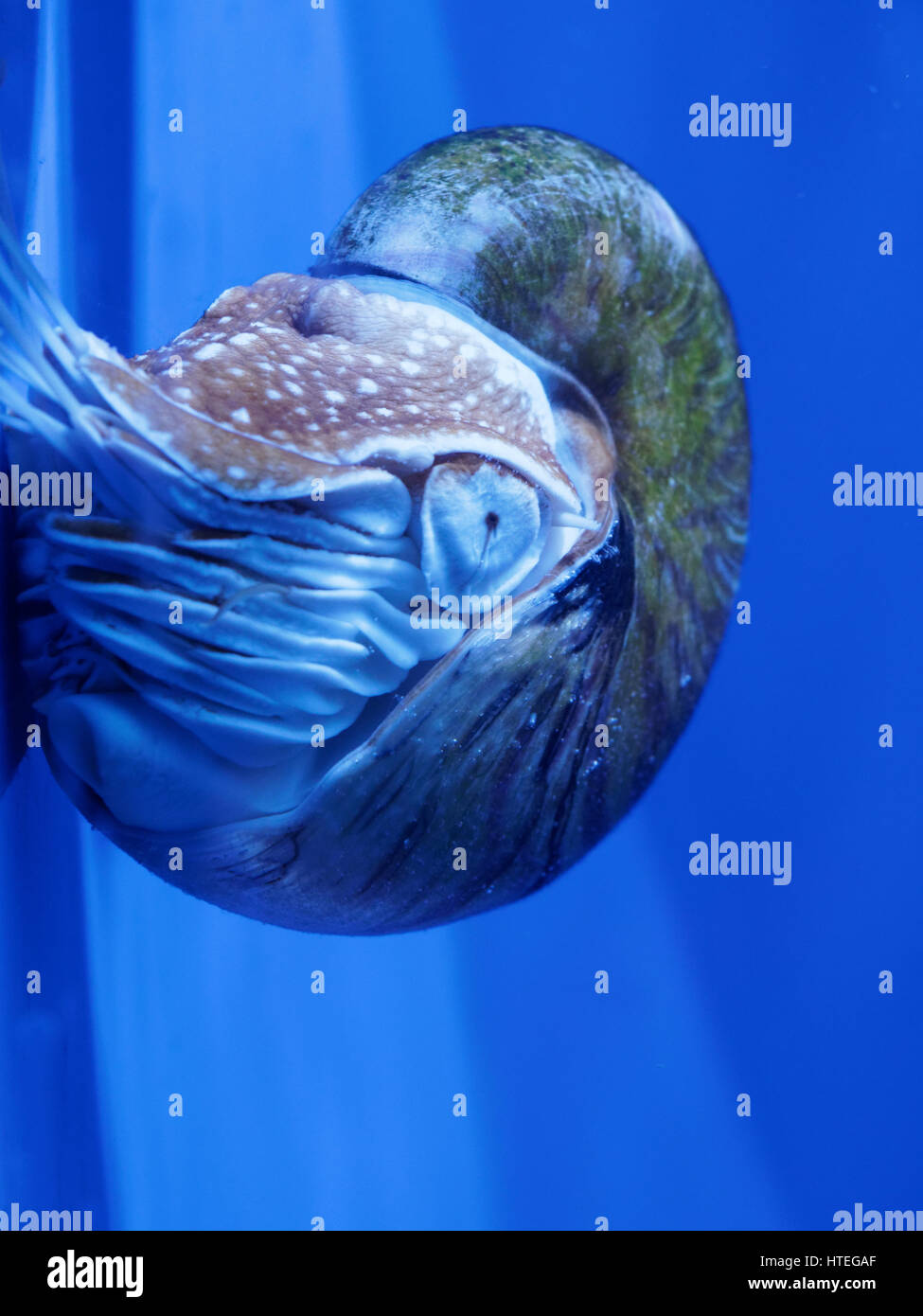 Nautilus belauensis Banque de photographies et d’images à haute ...