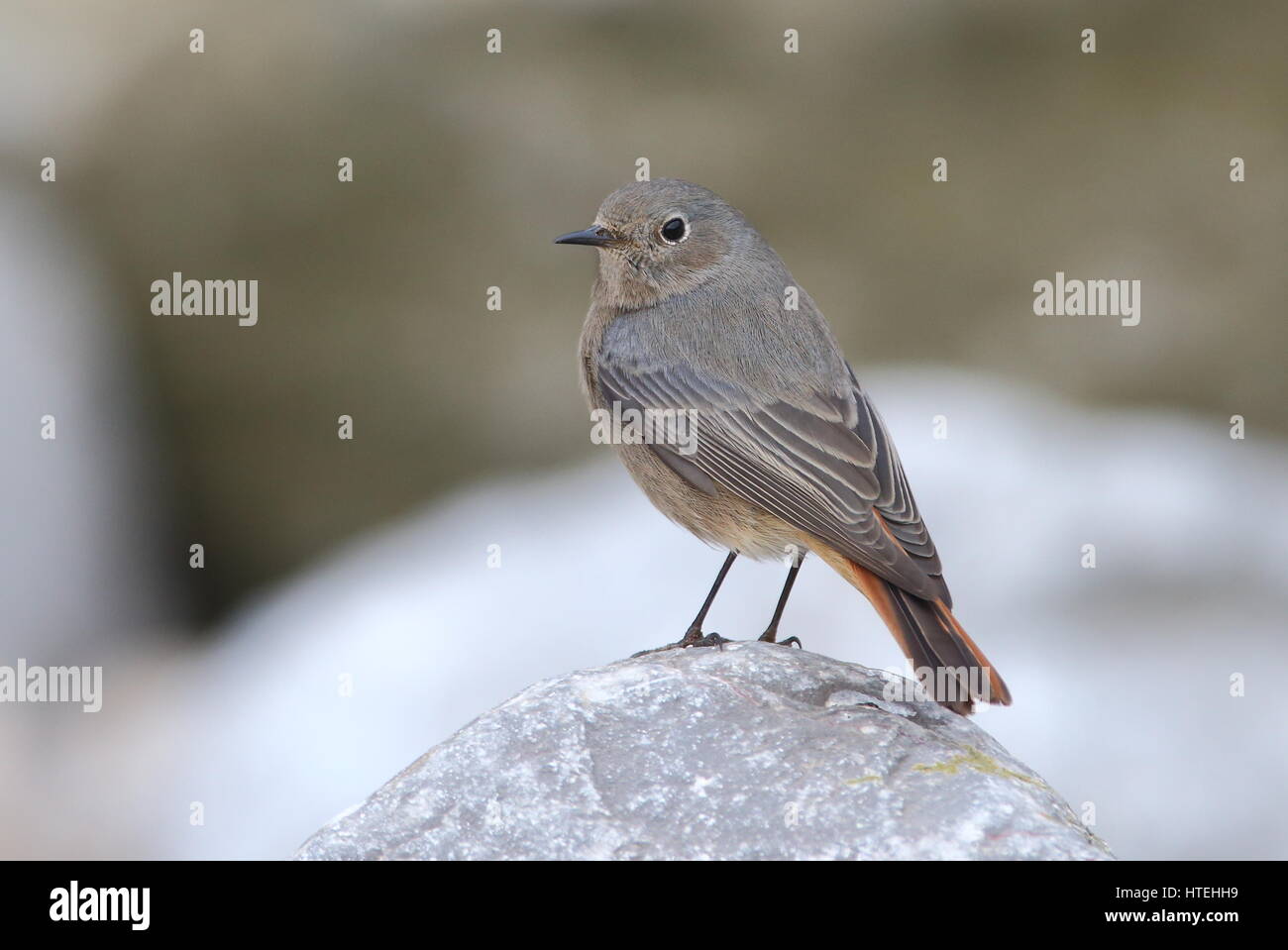 Rougequeue noir femelle Banque de photographies et d’images à haute résolution - Alamy