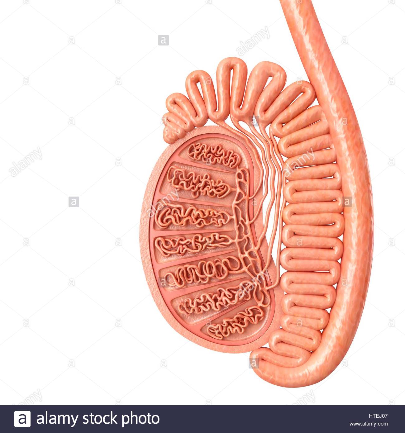 Testis With The Epididymis Photos & Testis With The Epididymis Images ...