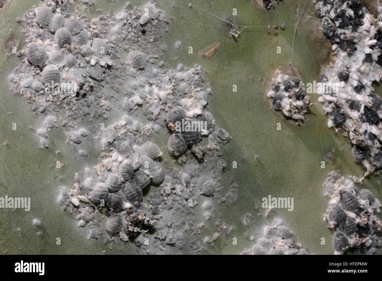 Insectes cochenilles sur cactus Banque de photographies et d’images à ...