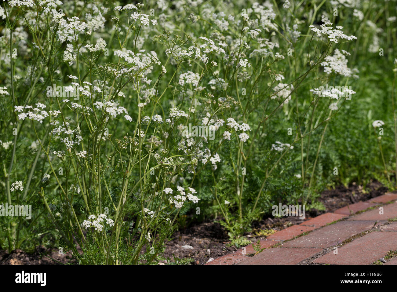 Medicinal plant spice herb cumin Banque de photographies et d’images à ...
