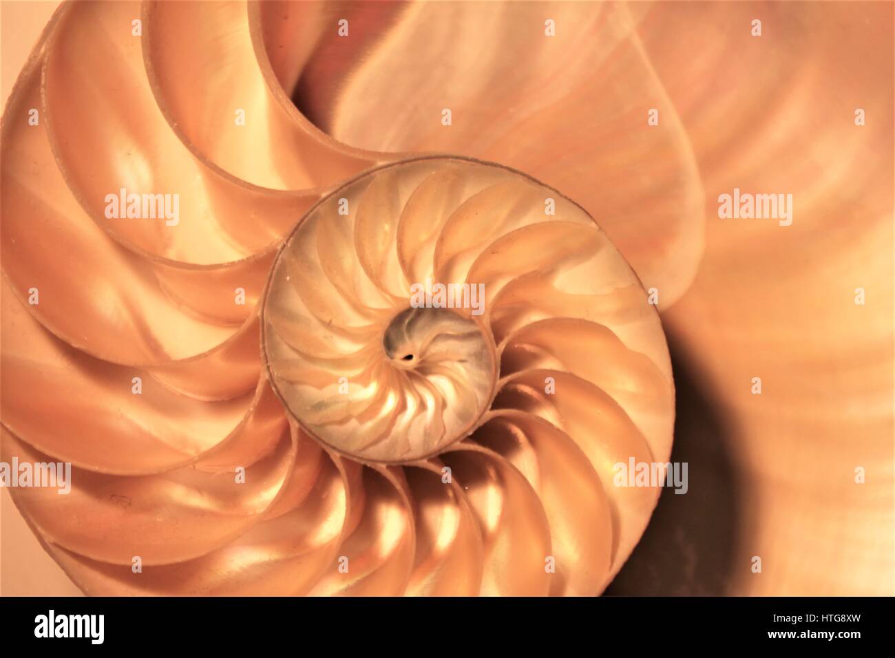 Coque nautilus Fibonacci section spirale perle symétrie moitié croix ...