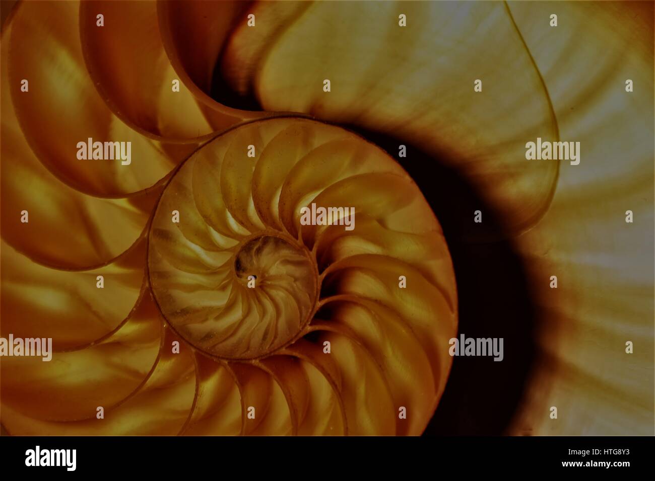 Coque nautilus Fibonacci section spirale perle symétrie moitié croix ...