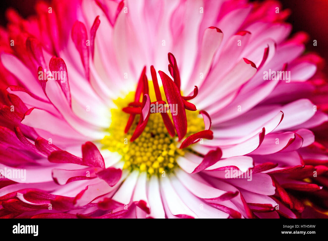 Fleur de marguerite rouge Banque de photographies et d’images à haute ...