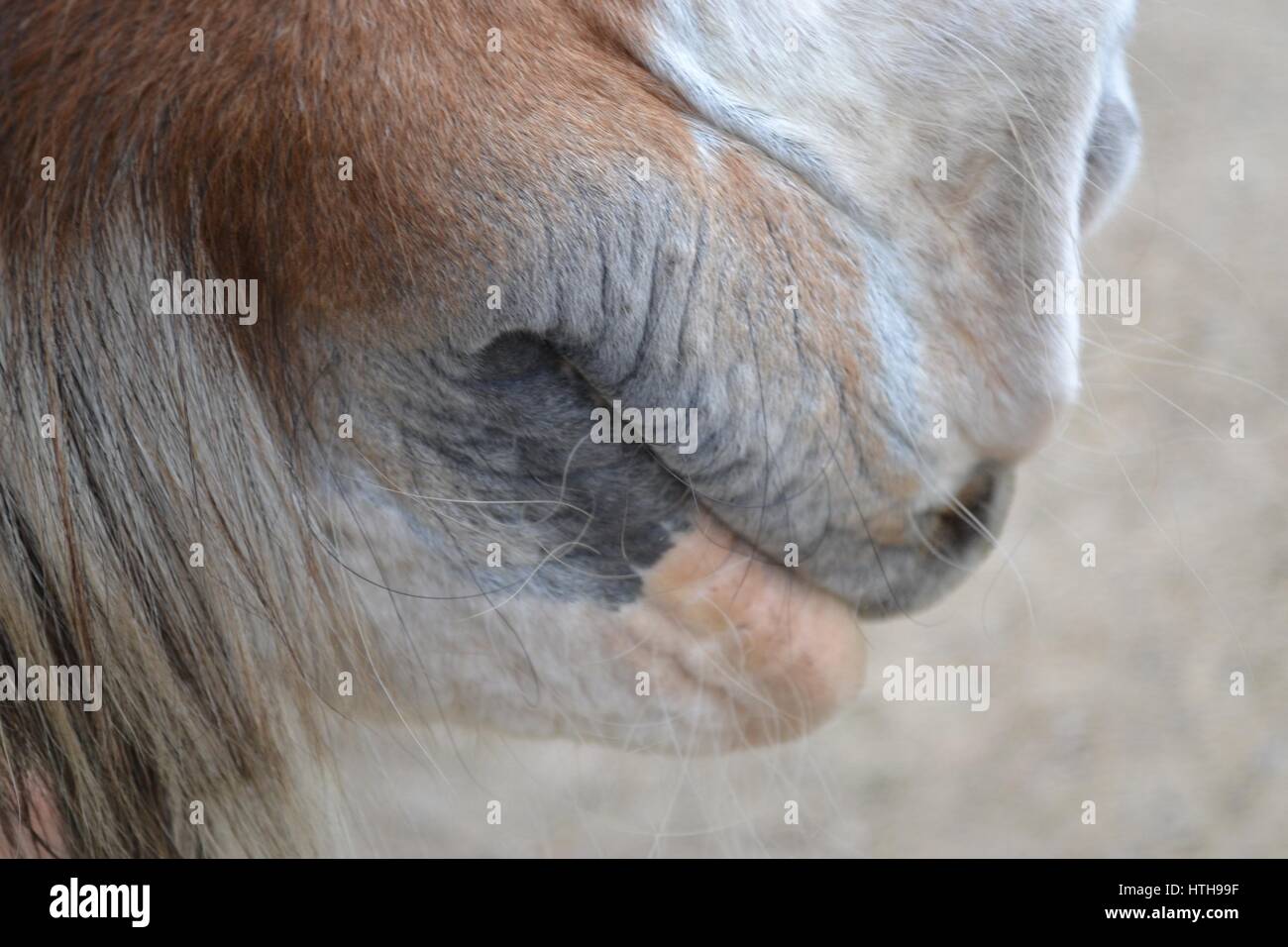 Cheval bouche Banque de photographies et d’images à haute résolution ...