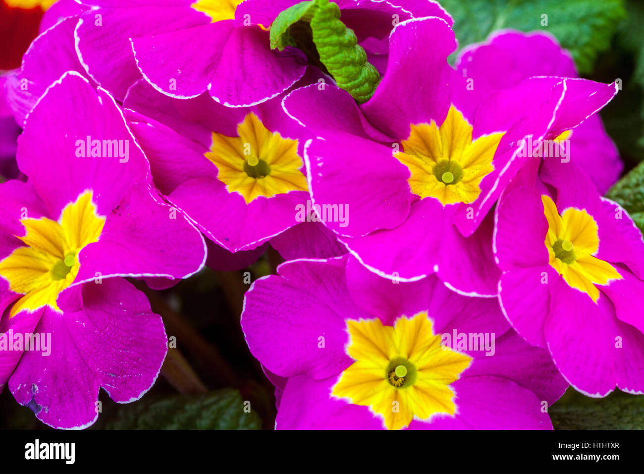 Polyanthus roses Banque de photographies et d’images à haute résolution ...