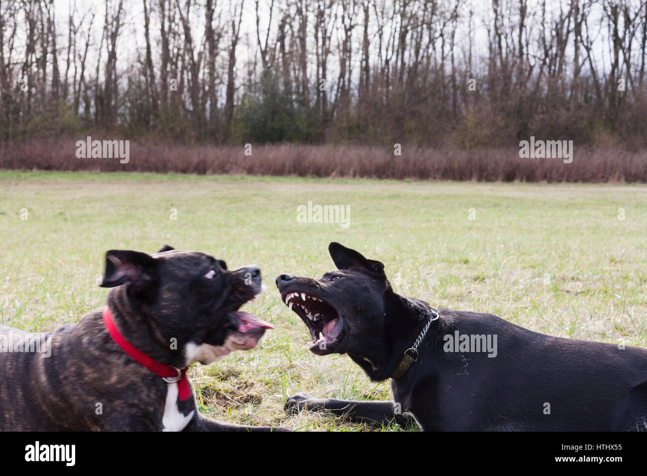 Chiens de grande race Banque de photographies et d’images à haute ...