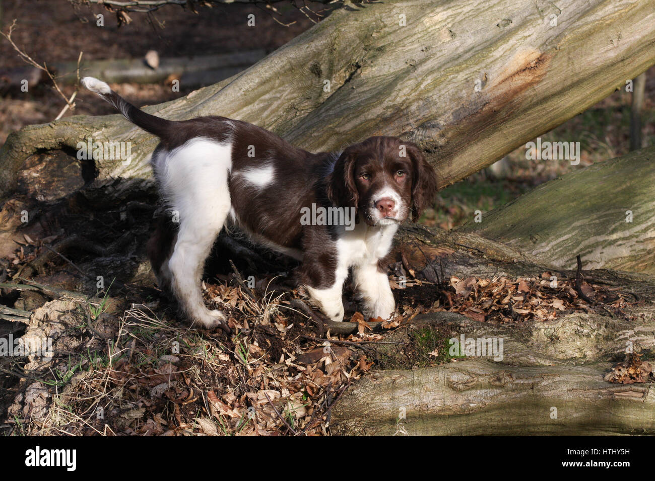 Puppy playing on a fallen tree Banque de photographies et d’images à ...