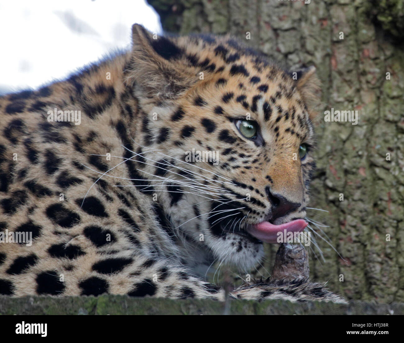 Panthera pardus jeune portrait Banque de photographies et d’images à ...