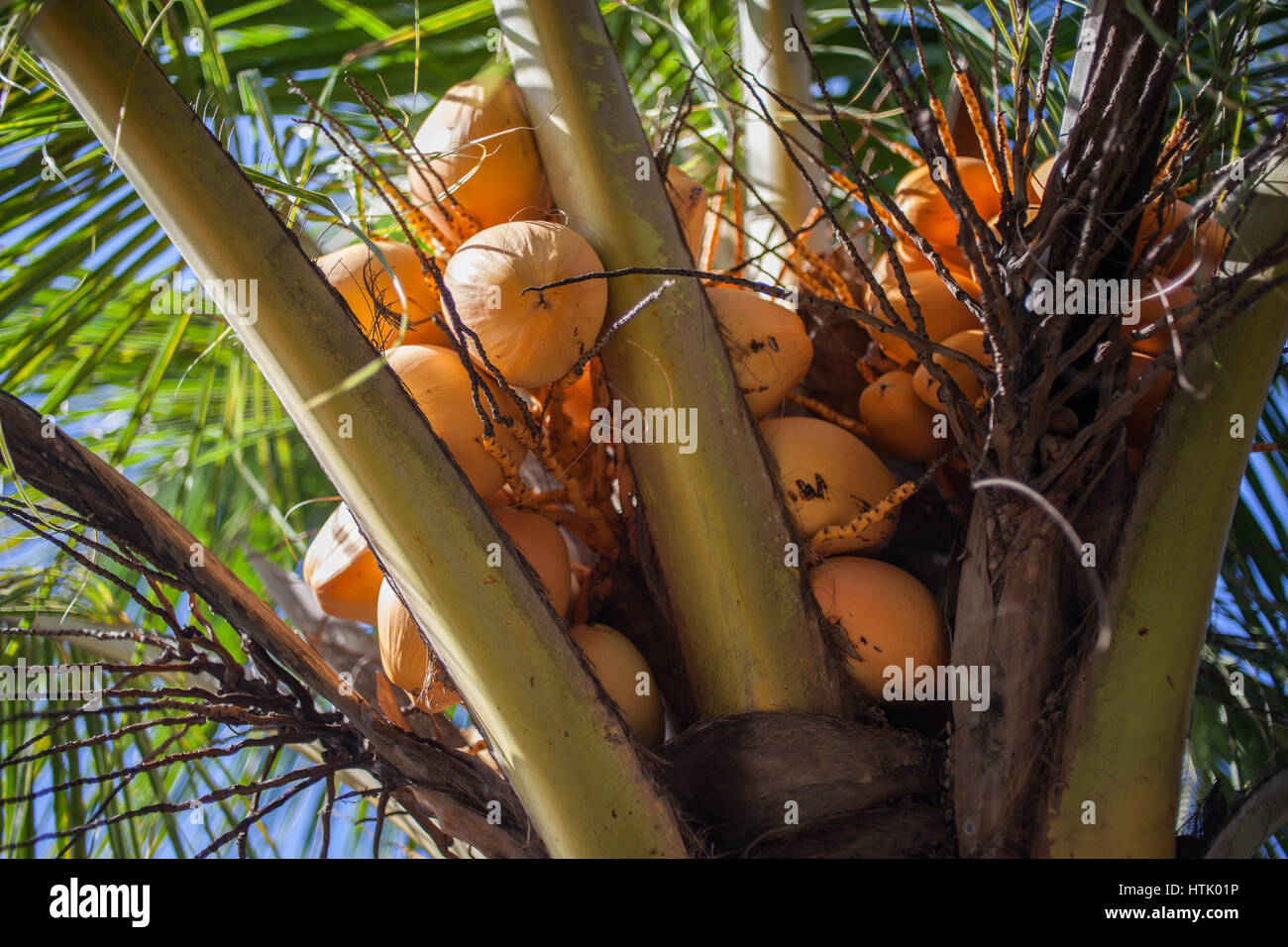 Grappe de noix de coco sur palmier Banque de photographies et d’images ...