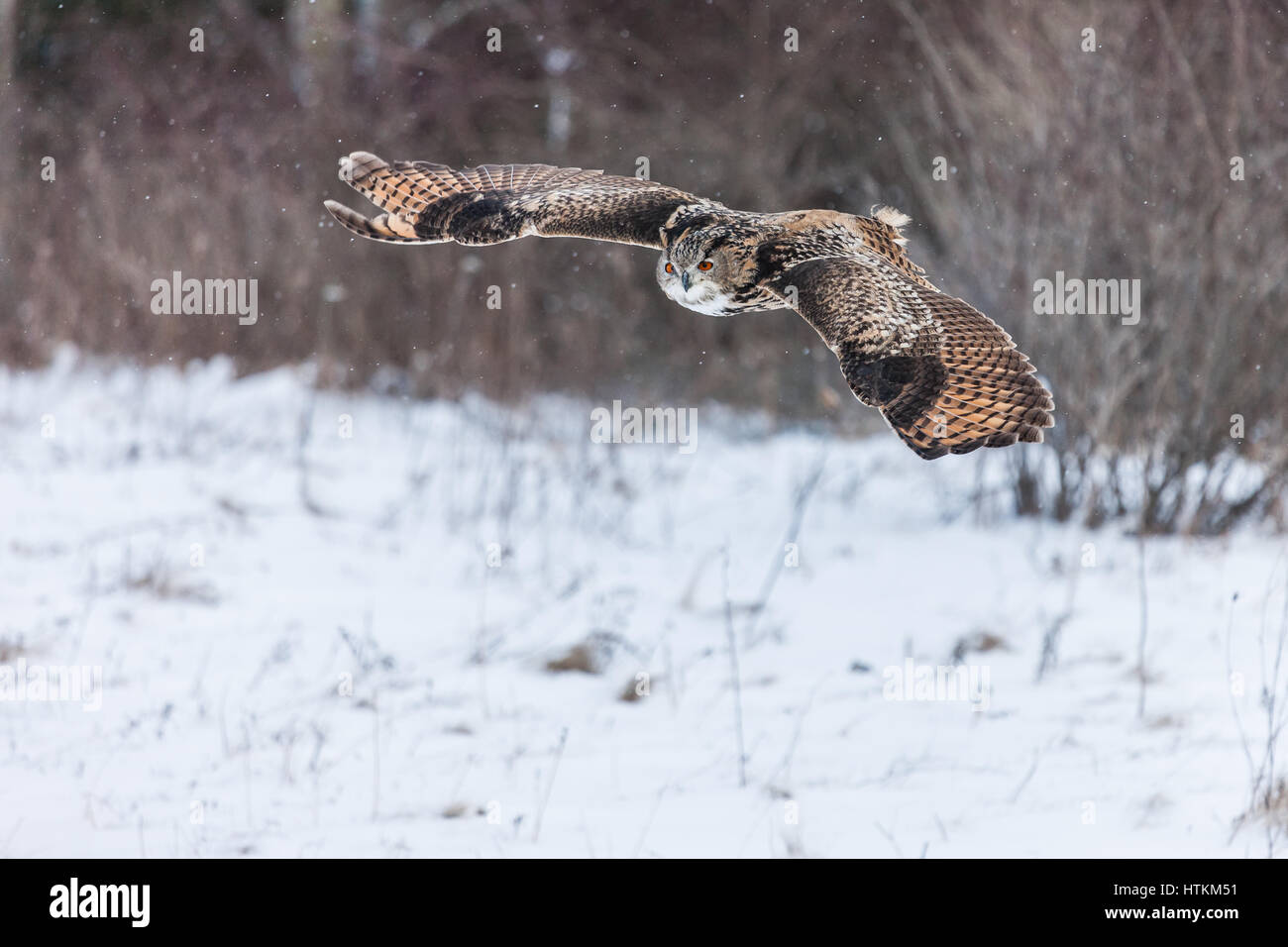 Le grand hibou est l'une des plus grandes espèces de hiboux dont les ...
