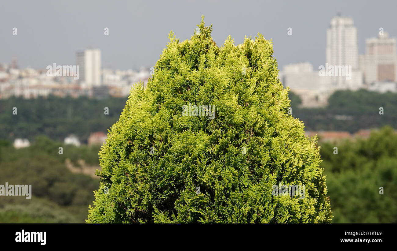 Petit buisson Banque de photographies et d’images à haute résolution ...