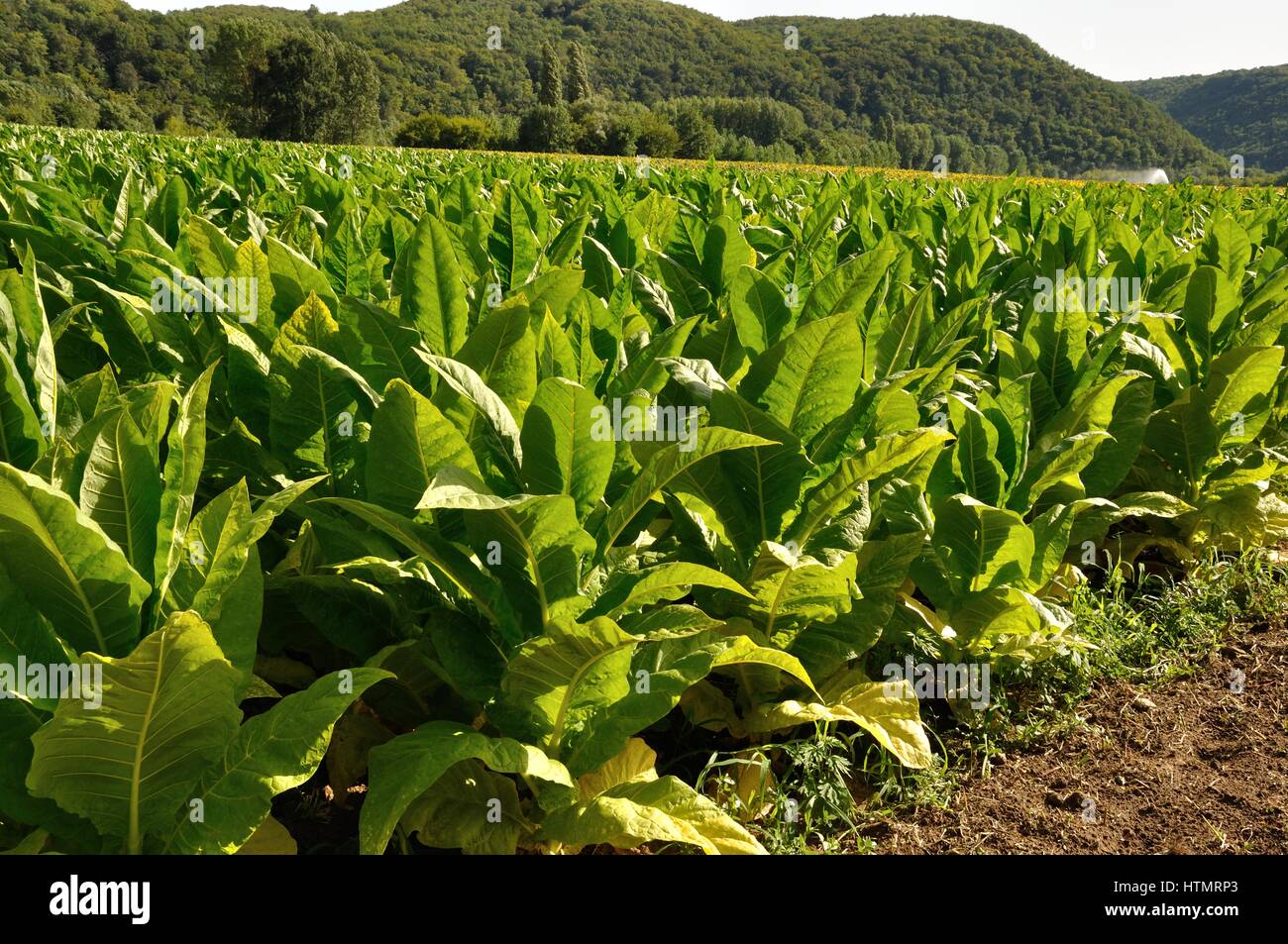 Champ de tabac en dordogne Banque de photographies et d’images à haute ...