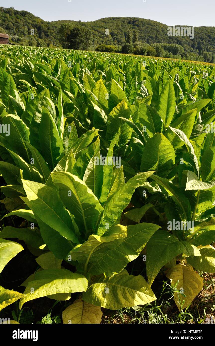 Champ de tabac en dordogne Banque de photographies et d’images à haute ...