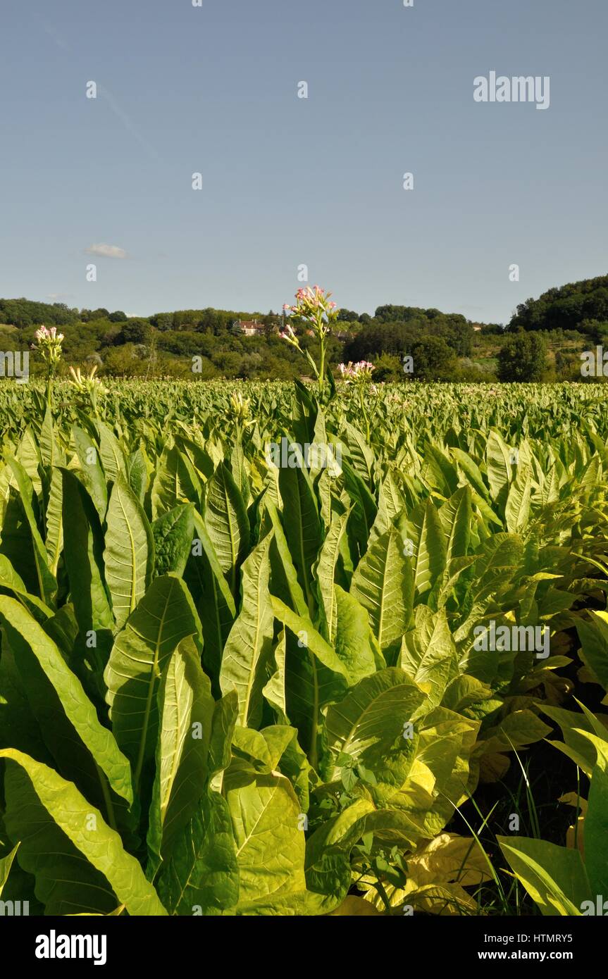 Champ de tabac en dordogne Banque de photographies et d’images à haute ...