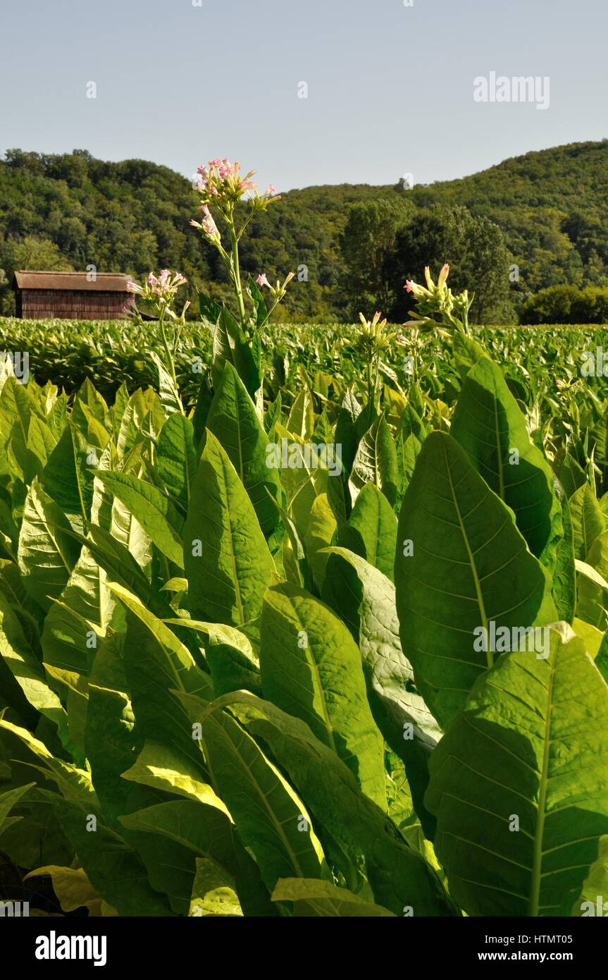 Champ de tabac en dordogne Banque de photographies et d’images à haute ...