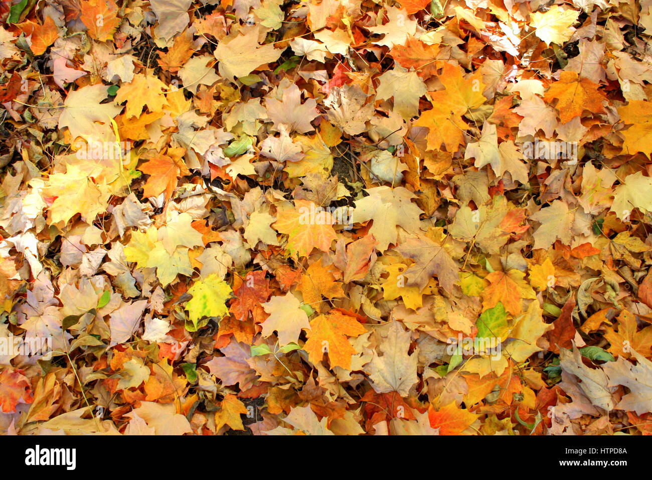 Feuille jaune feuille Banque de photographies et d’images à haute ...
