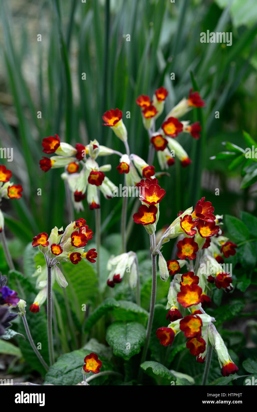 Primula veris Coucher de nuances, primevères, coucou bleu, rouge, jaune ...