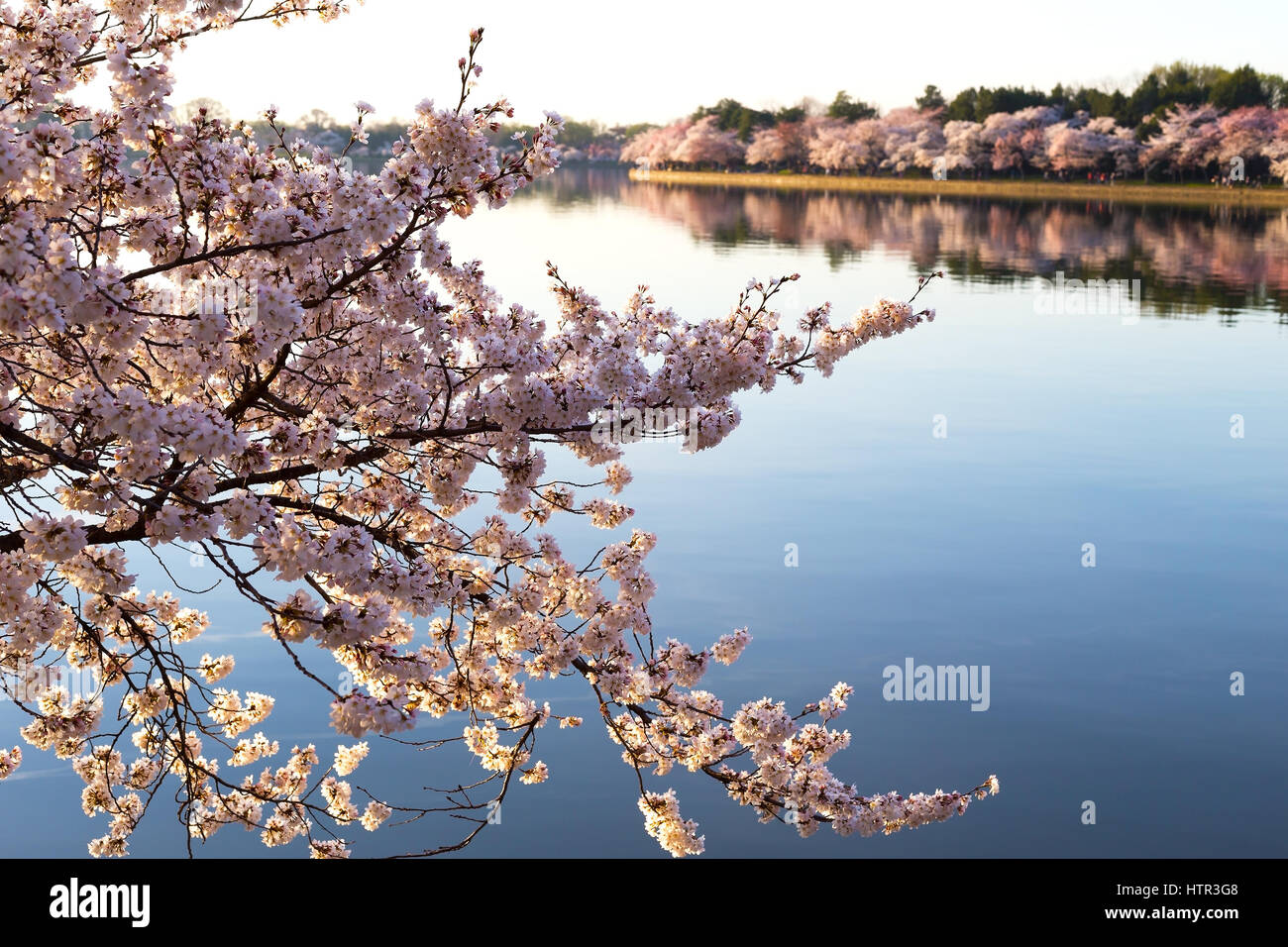 Cherry Blossom in washington dc. beaux cerisiers japonais en fleurs ...