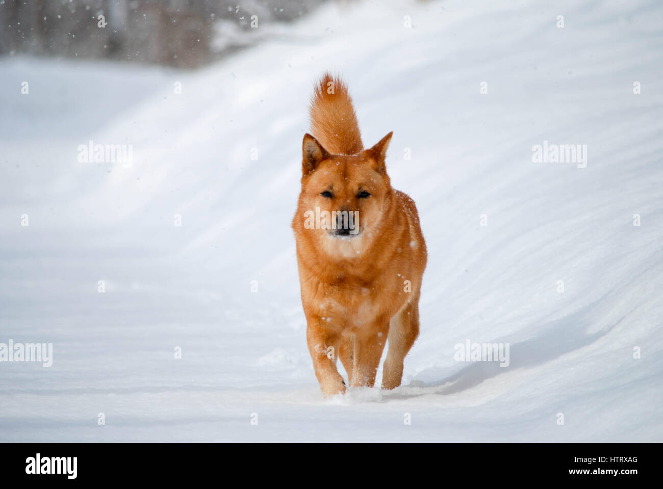 Race de chien jindo Banque de photographies et d’images à haute ...