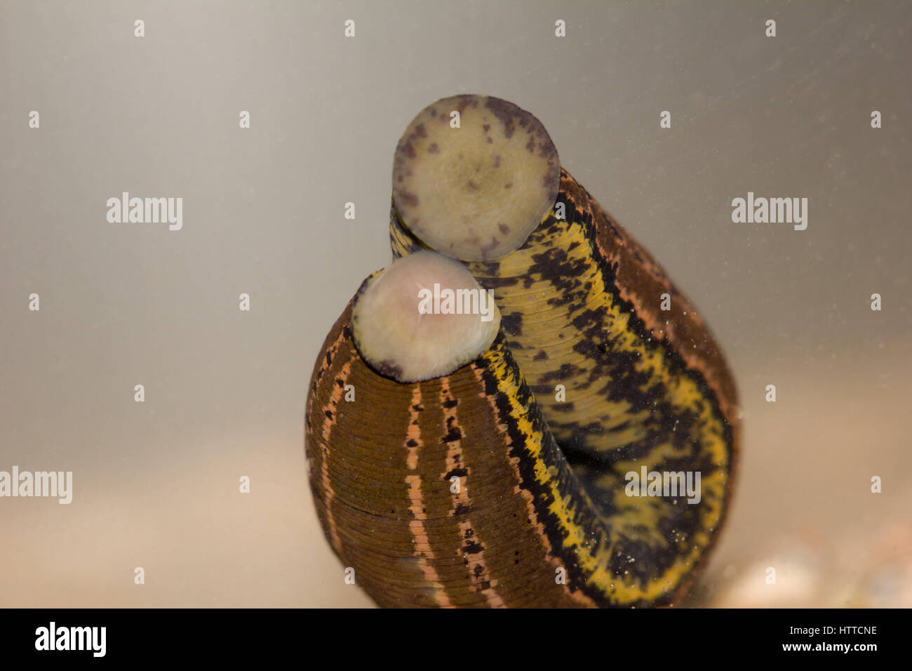 Ver meunier Banque de photographies et d’images à haute résolution - Alamy