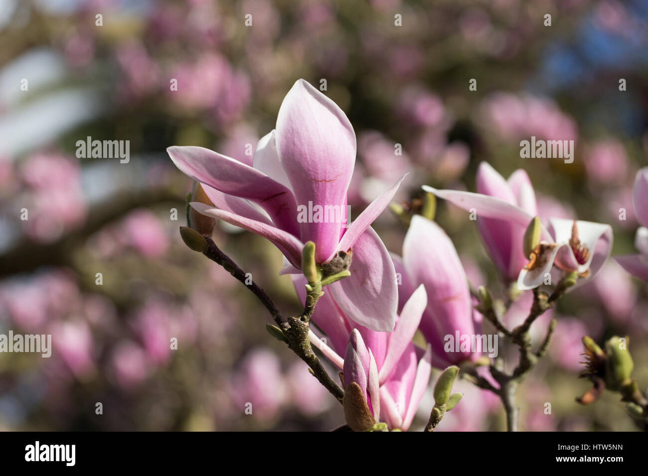 Big magnolia flower Banque de photographies et d’images à haute ...